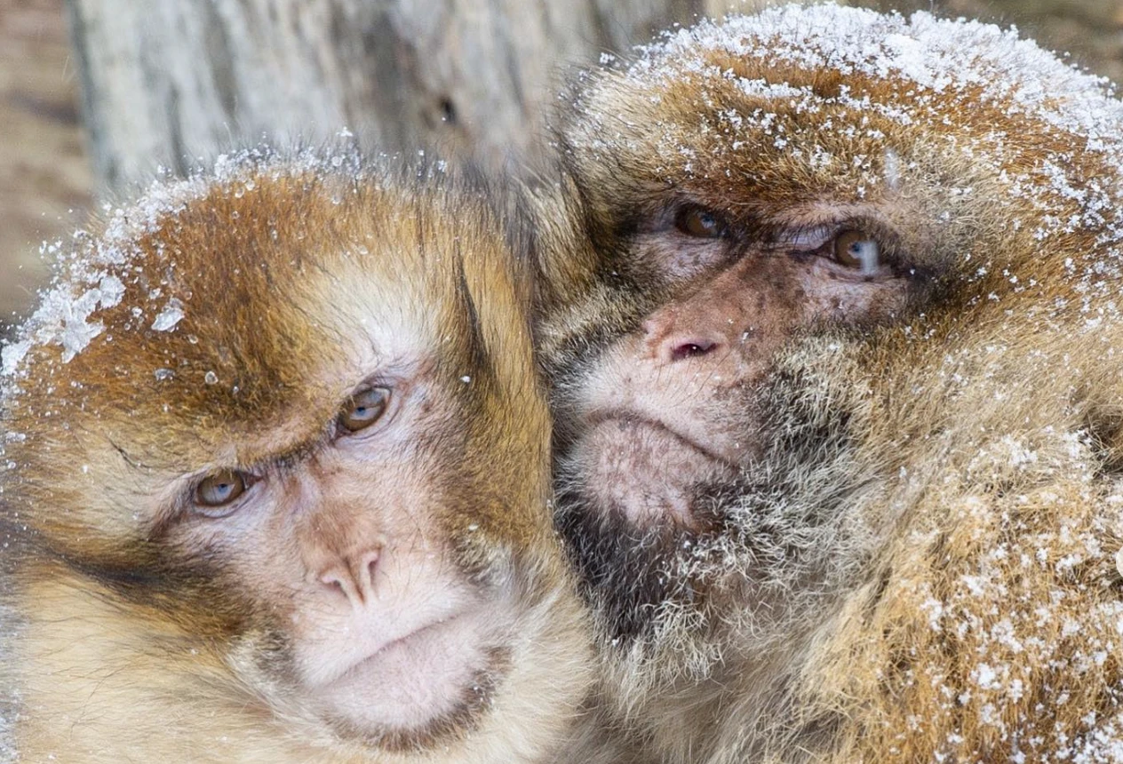 DierenPark Amersfoort verwelkomt berberaap als nieuwste diersoort ...