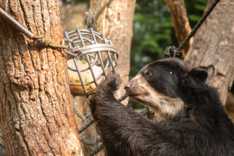 Zomerse traktatie in Dierenpark Amersfoort: dieren aan het ijs - Backseaters